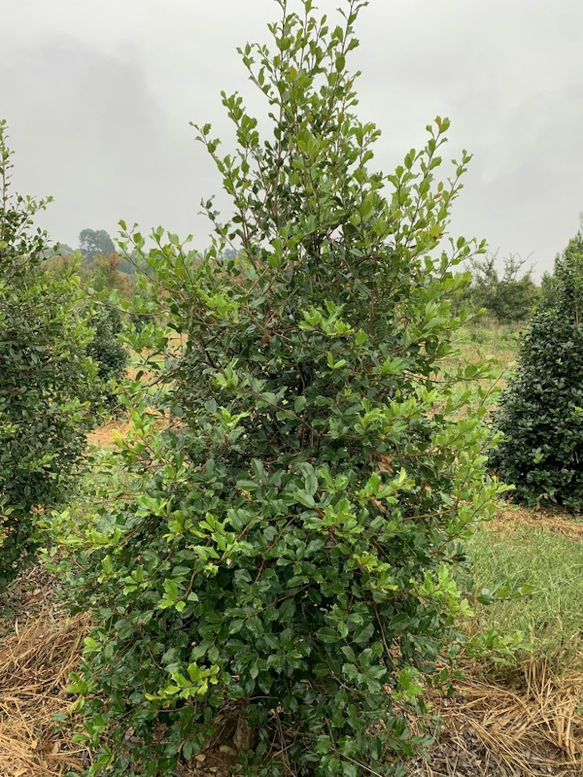 Greenleaf' Holly Evergreens | McMakin Farms
