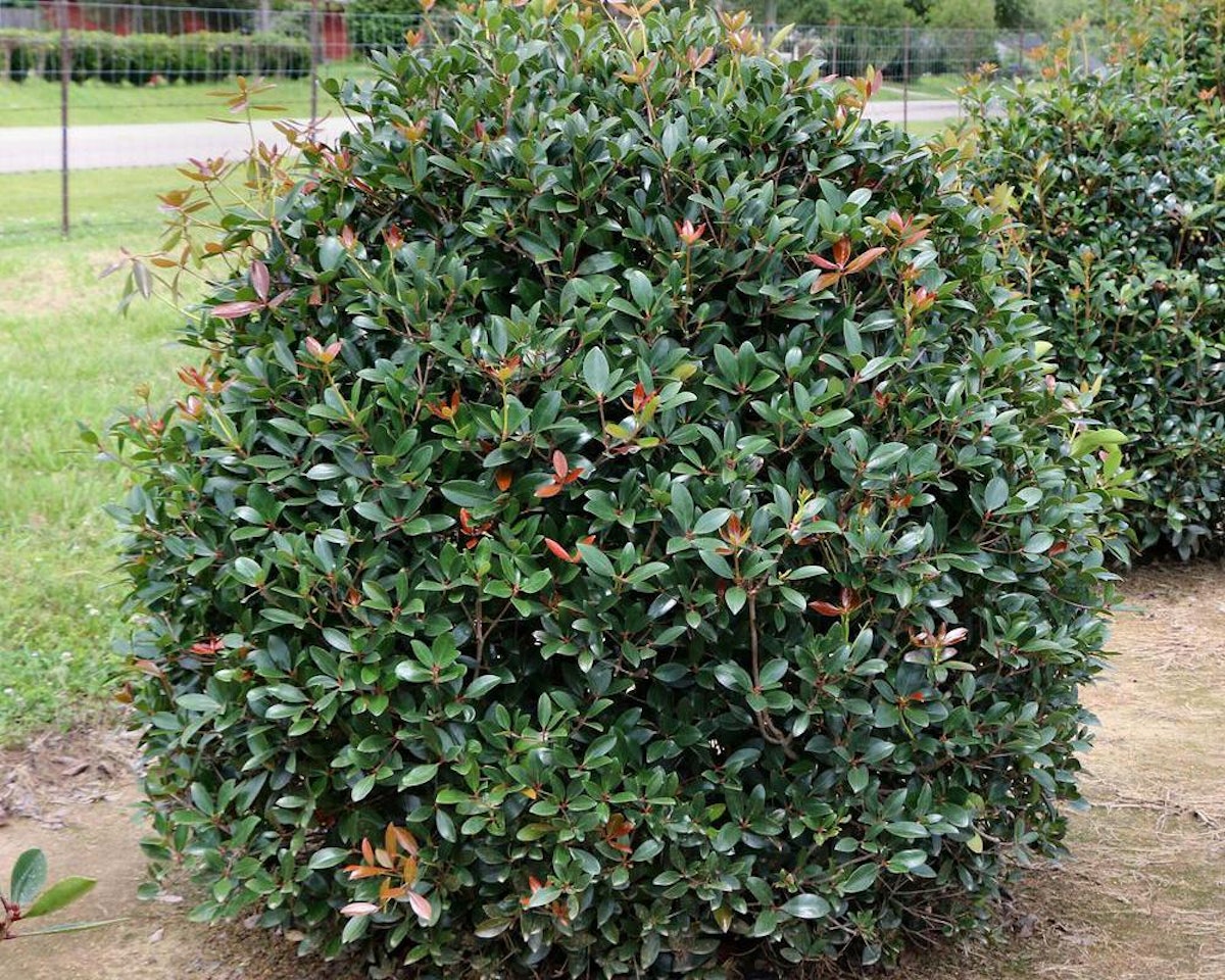 Japanese Cleyera Evergreens | McMakin Farms