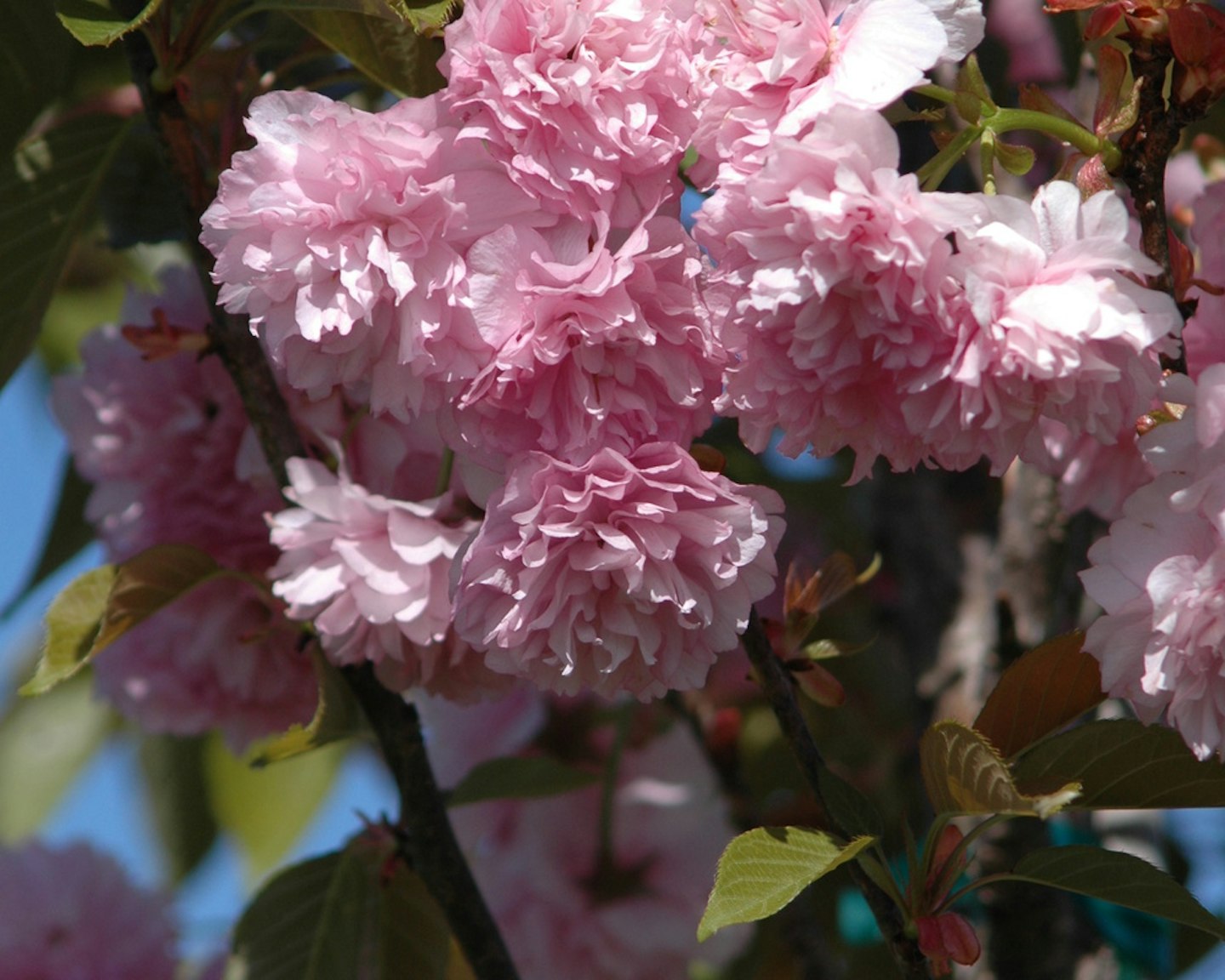 'Kwanzan' Cherry Flowering Ornamentals | McMakin Farms