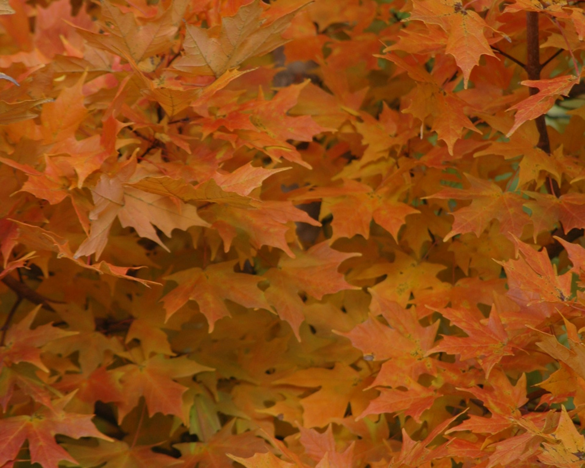 'Legacy' Sugar Maple Shade Trees | McMakin Farms