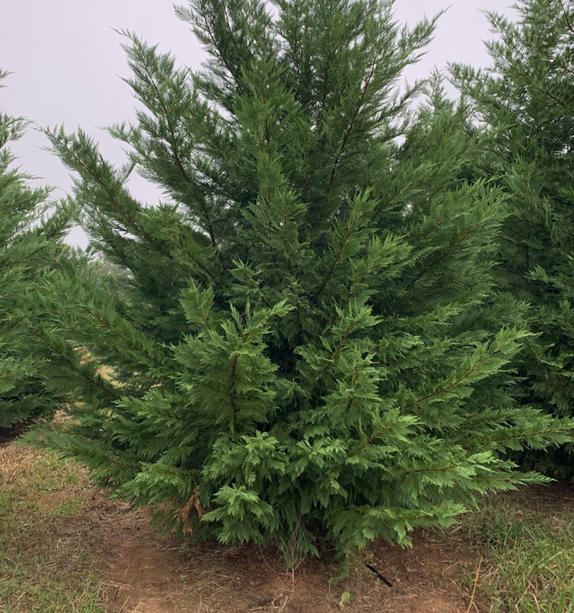 Leyland Cypress Evergreens | McMakin Farms