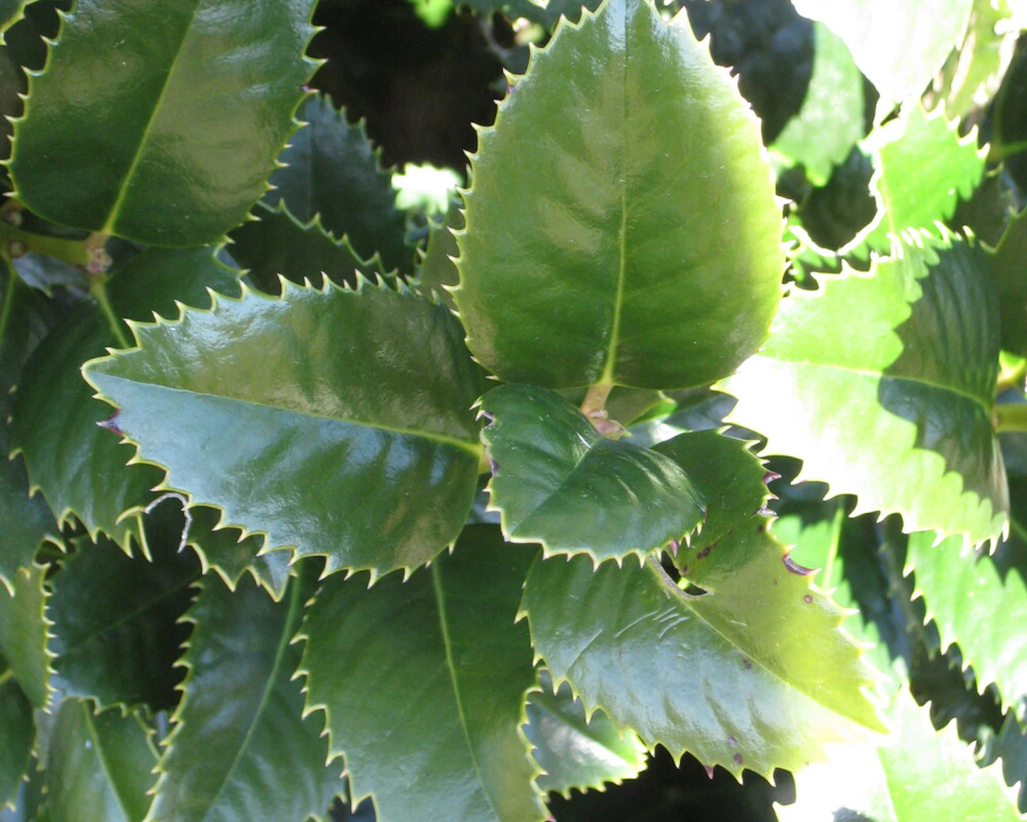 Patriot Holly Evergreens | McMakin Farms