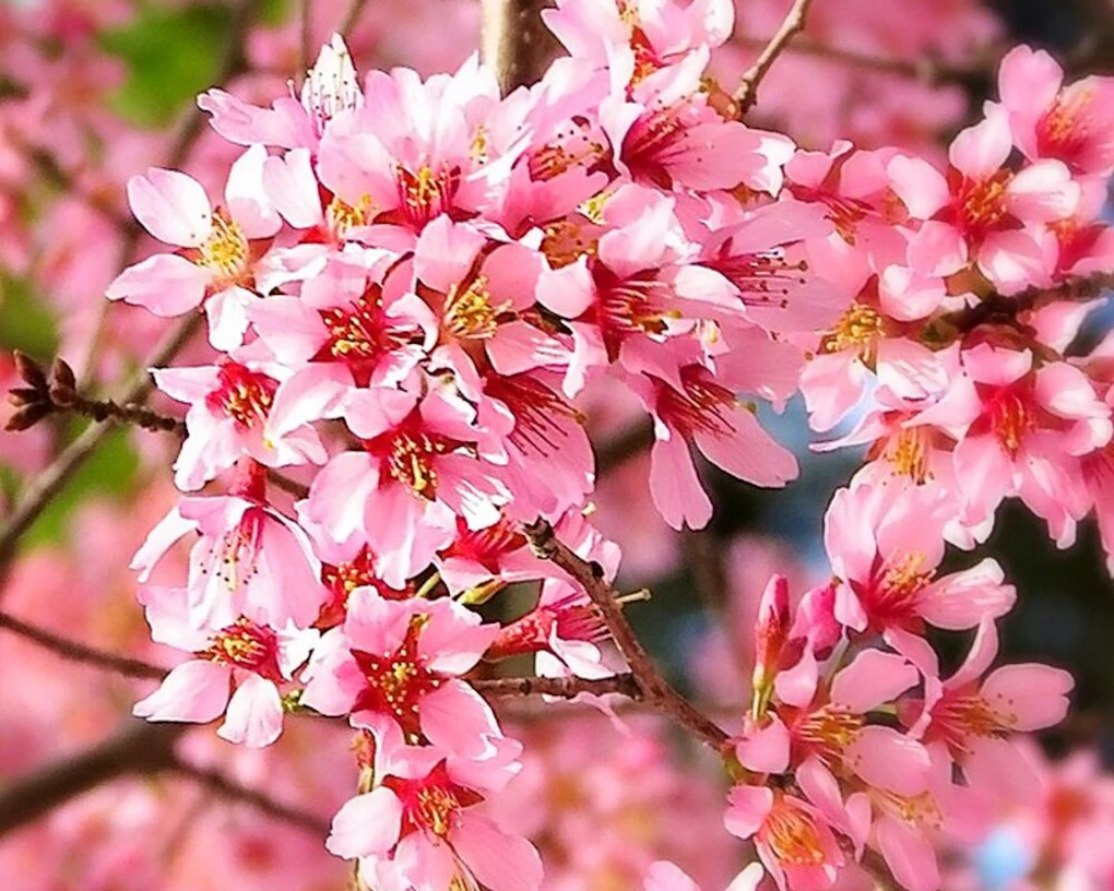 'Okame' Cherry Flowering Ornamentals | McMakin Farms