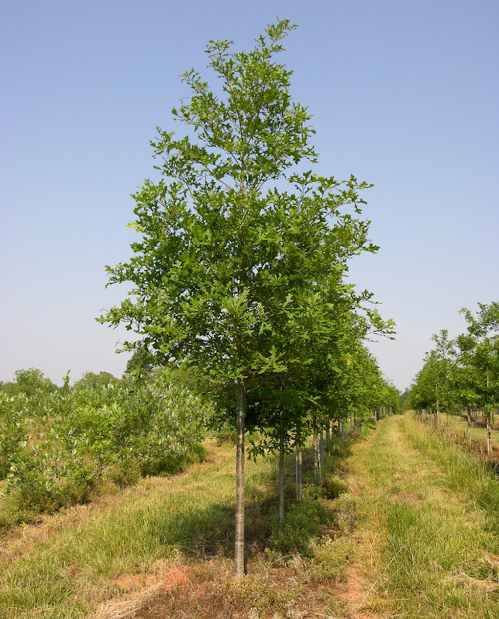 Overcup Oak Shade Trees | McMakin Farms