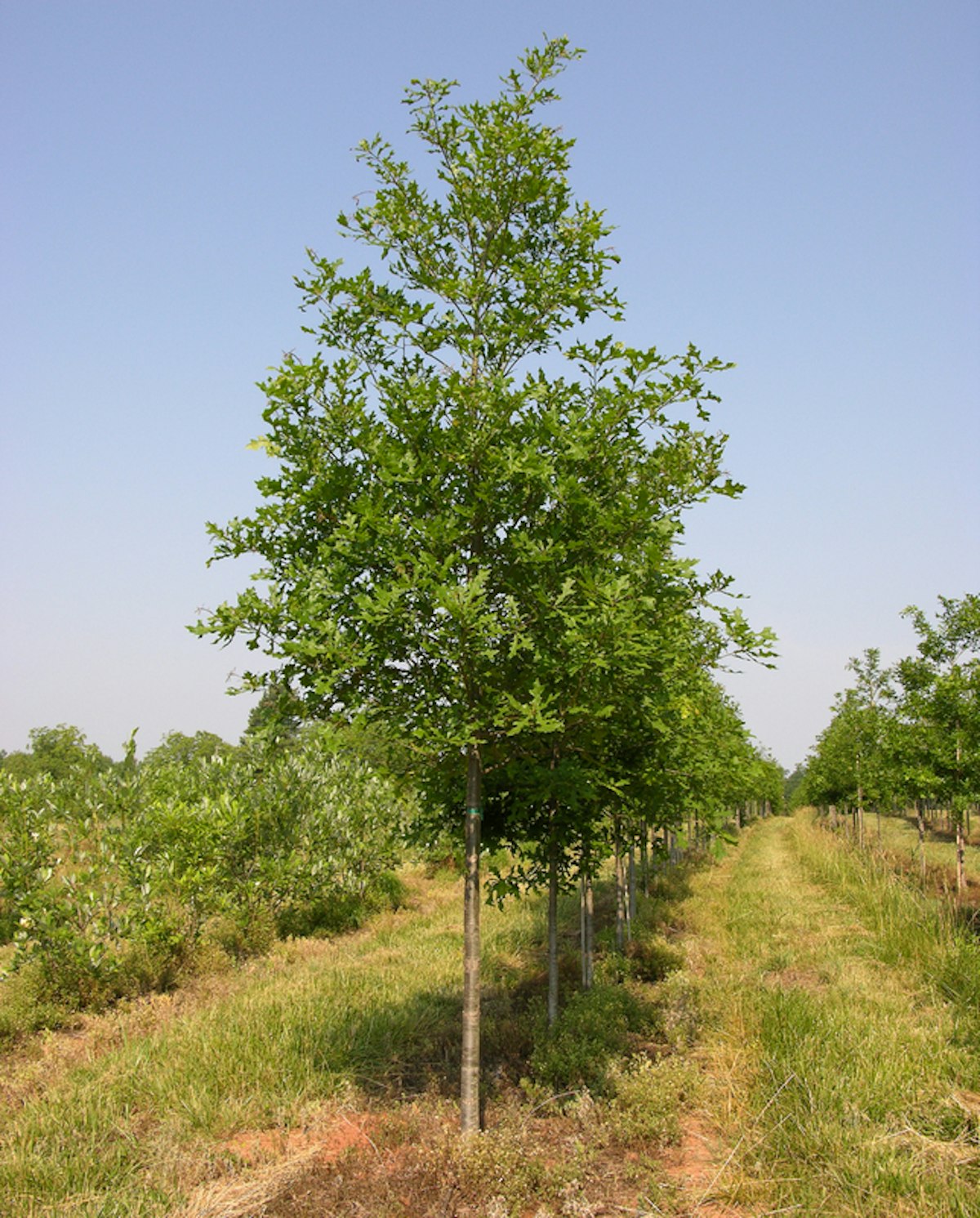 Overcup Oak Shade Trees | McMakin Farms
