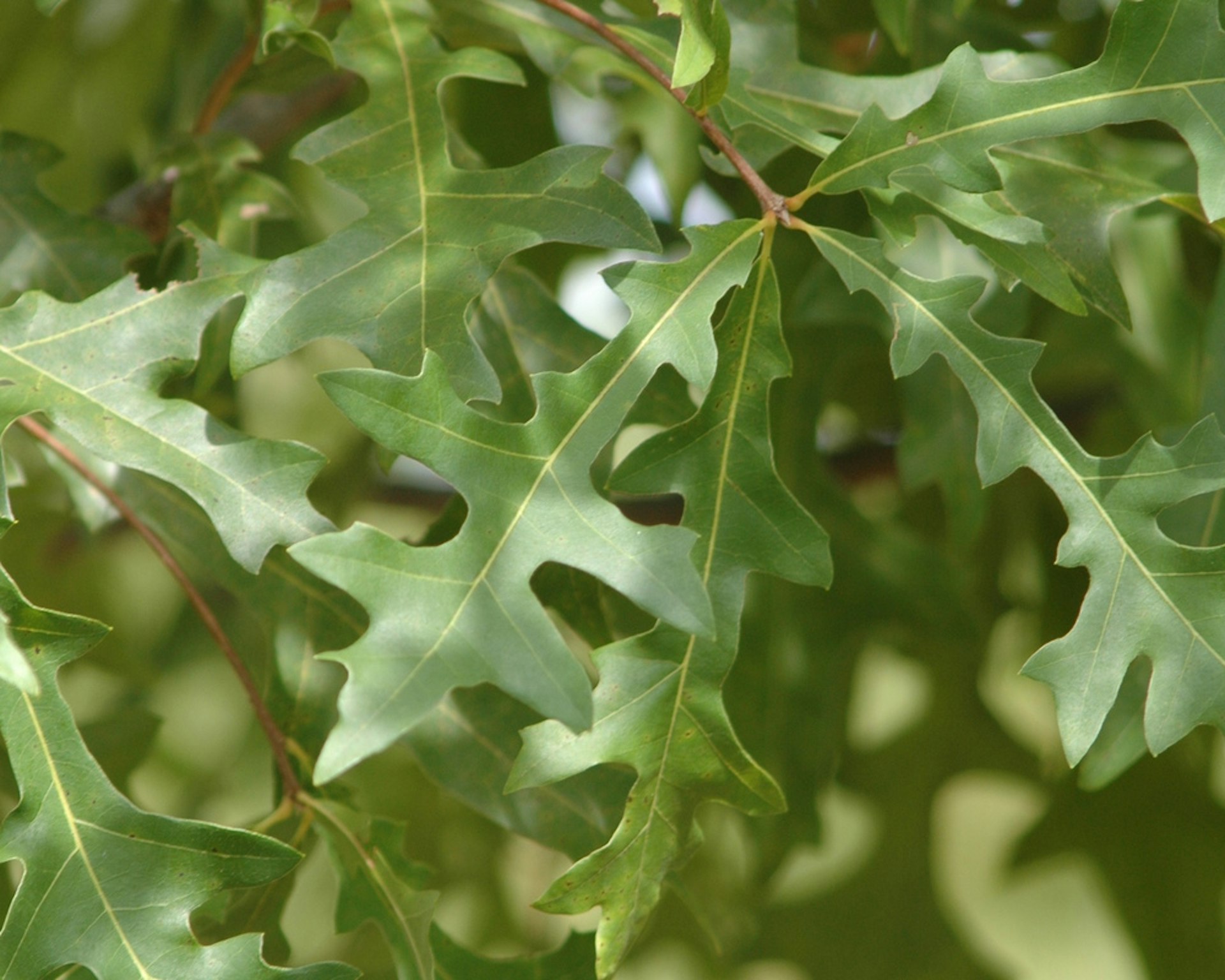 Overcup Oak Shade Trees | McMakin Farms