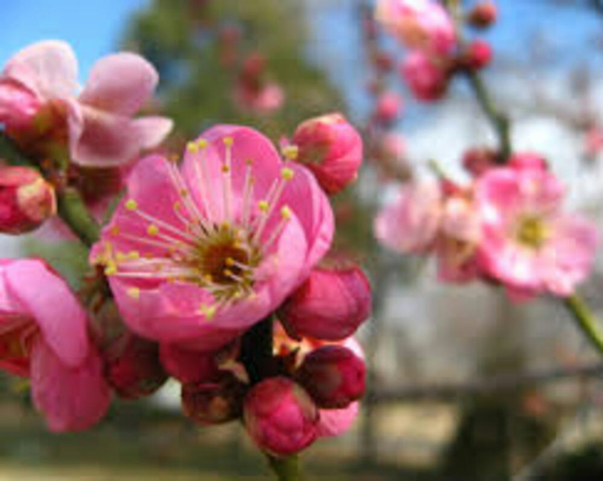 'Peggy Clarke' Apricot Flowering Ornamentals | McMakin Farms