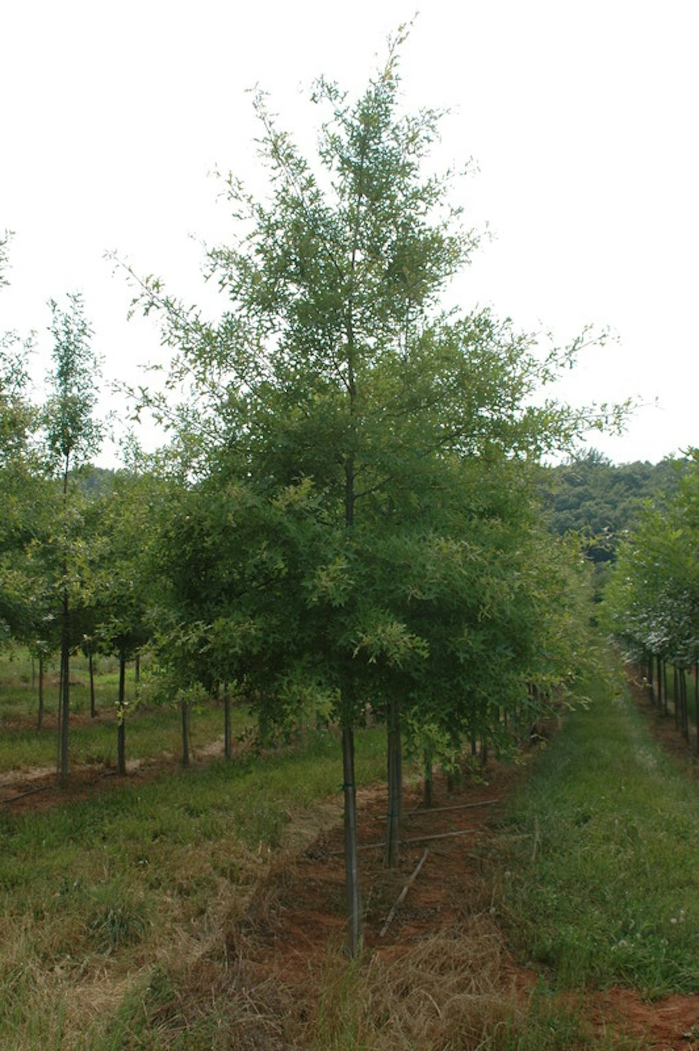 Pin Oak Shade Trees | McMakin Farms