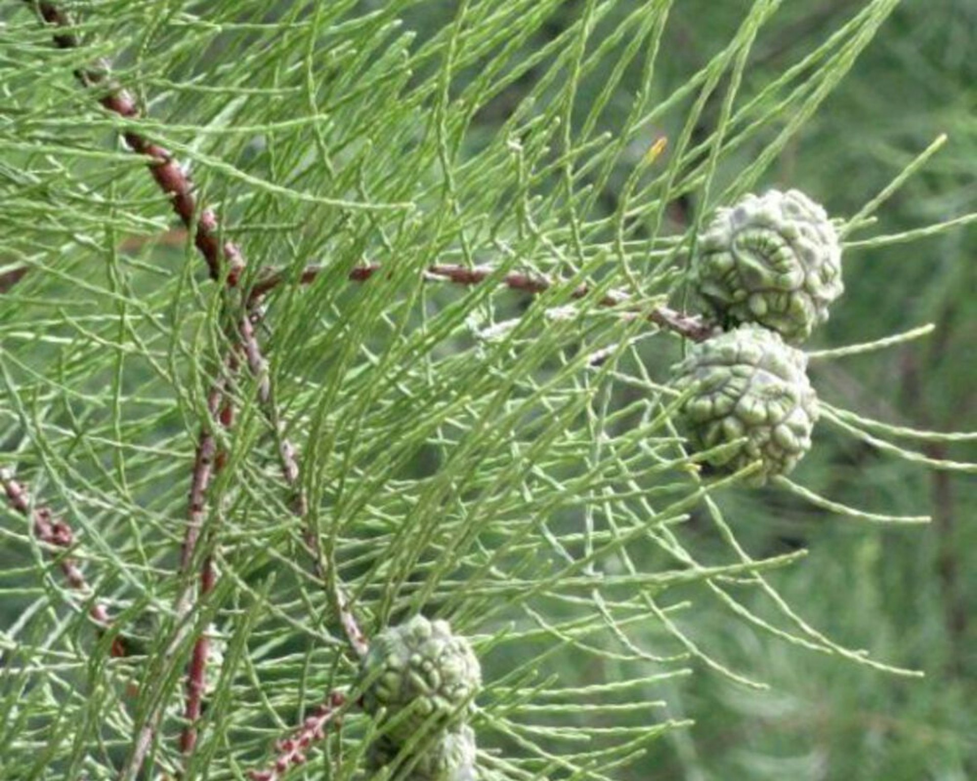 Pond Cypress Shade Trees | McMakin Farms