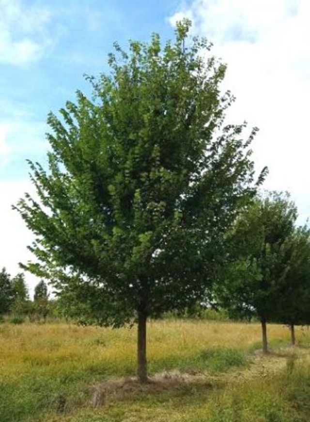 'Princeton' Elm Shade Trees | McMakin Farms
