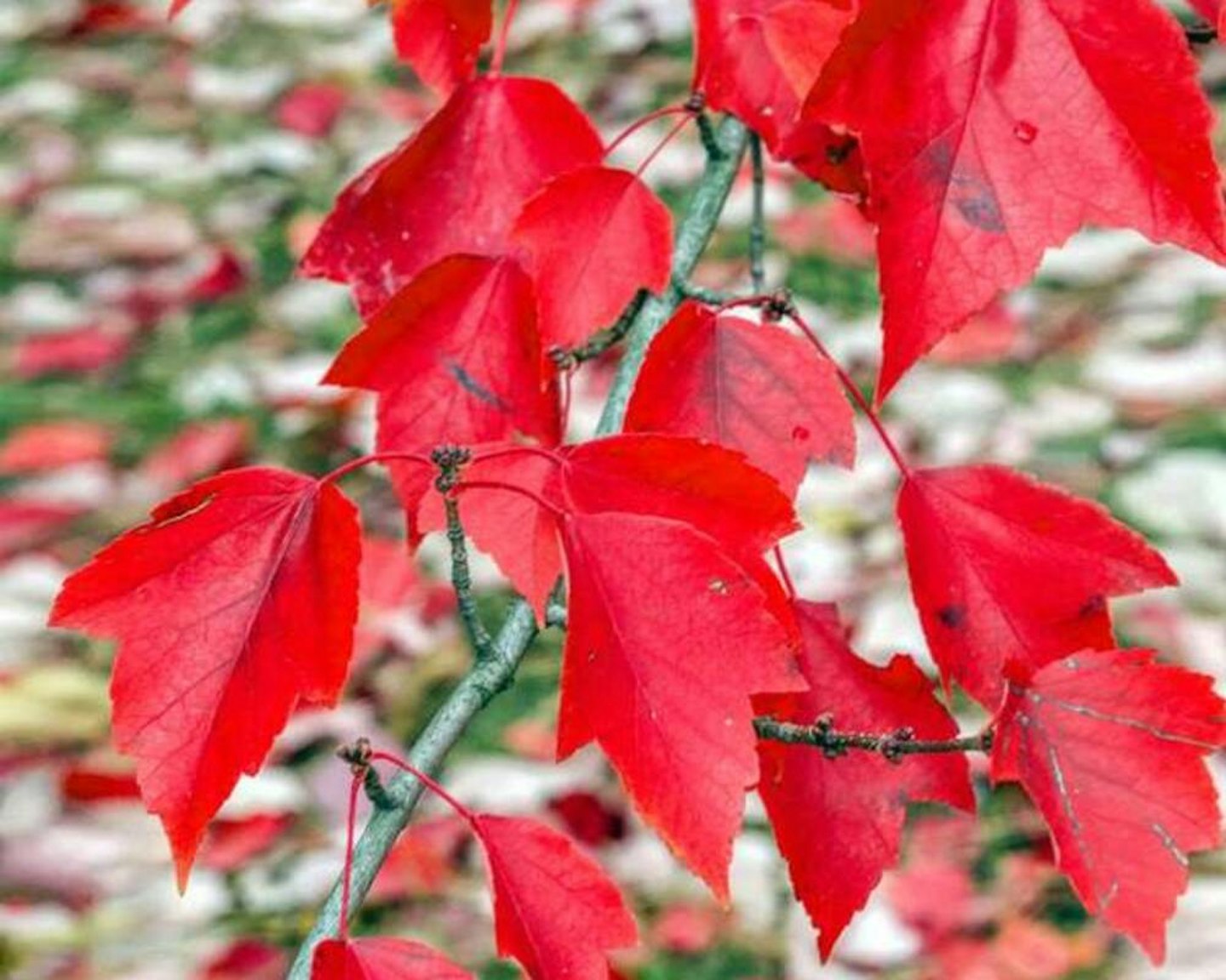 Red Sunset® Shade Trees | McMakin Farms