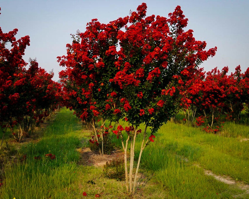 Red Rocket Flowering Ornamentals | McMakin Farms