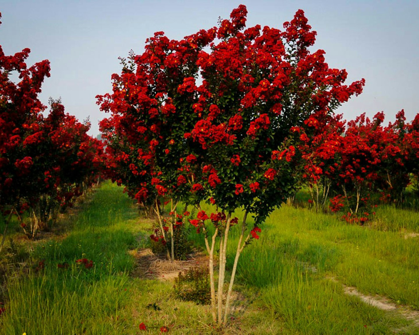 Red Rocket Flowering Ornamentals | McMakin Farms