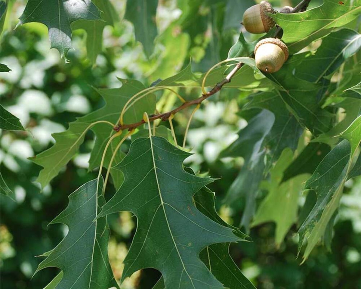 Scarlet Oak Shade Trees | McMakin Farms