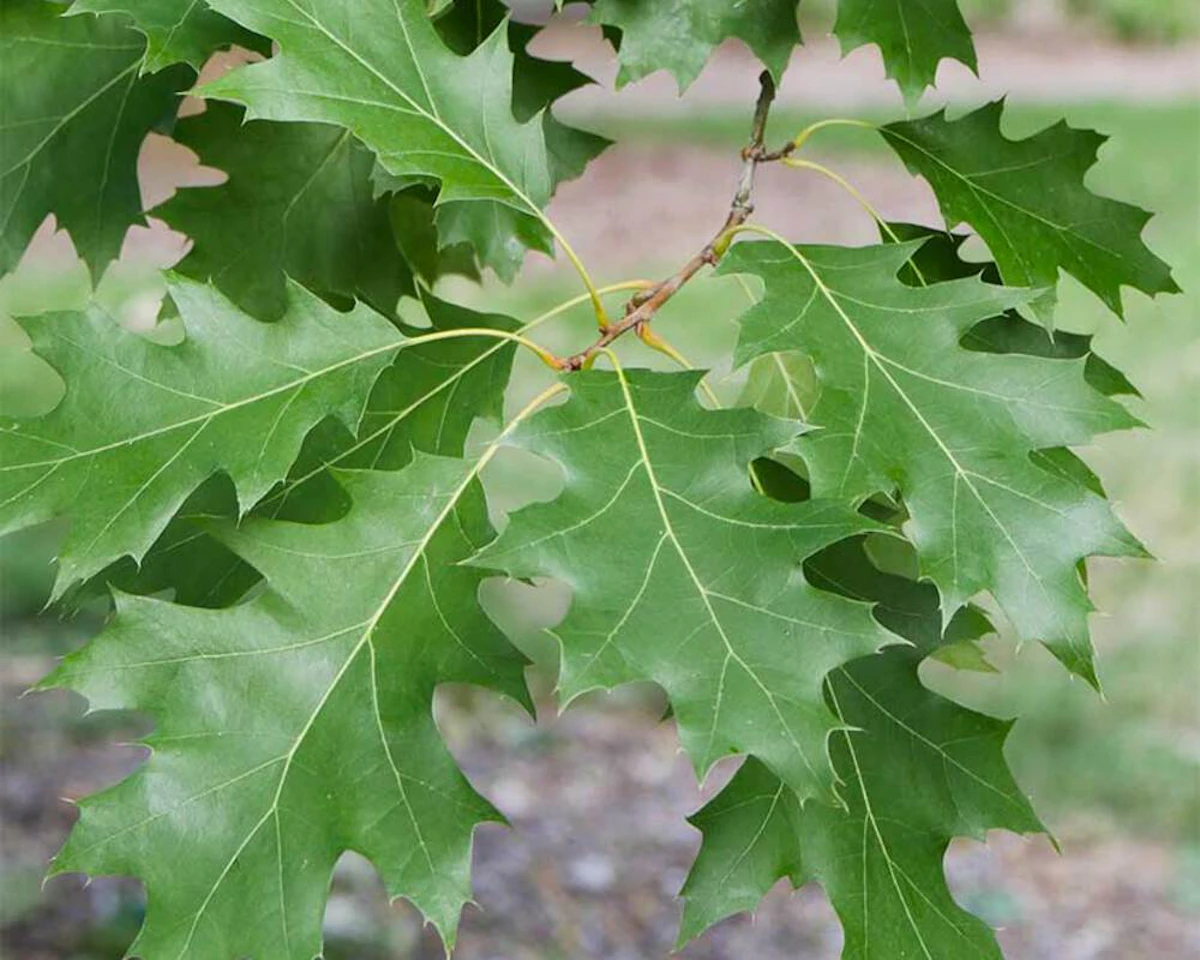 Swamp White Oak Shade Trees | McMakin Farms