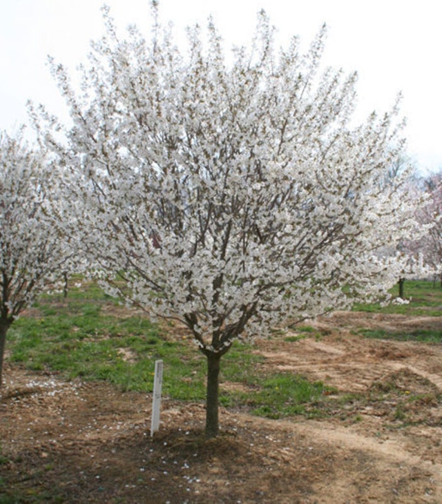 Snow Goose Cherry Flowering Ornamentals | McMakin Farms