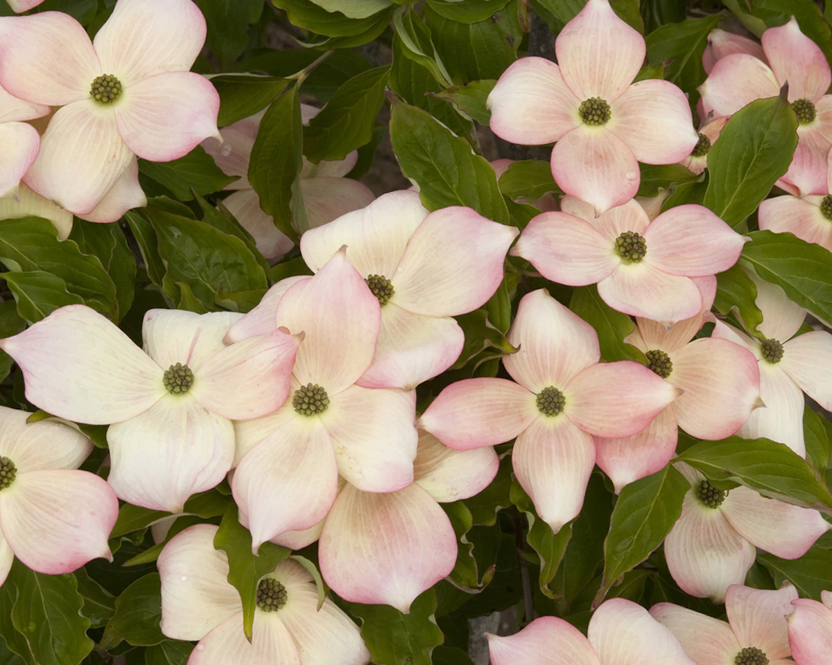 Stellar Pink® Dogwood Flowering Ornamentals | McMakin Farms