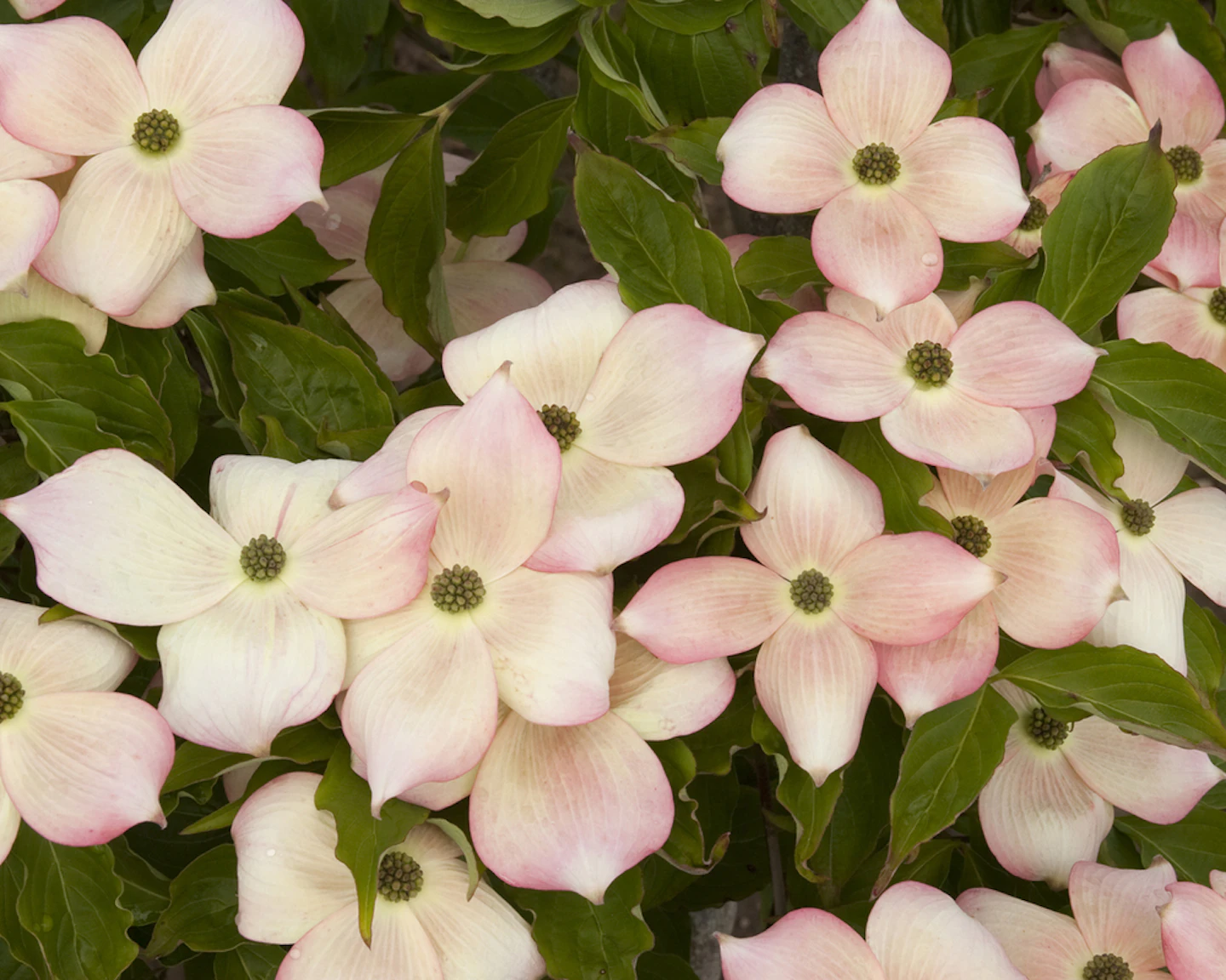 Constellation® Dogwood Flowering Ornamentals | McMakin Farms