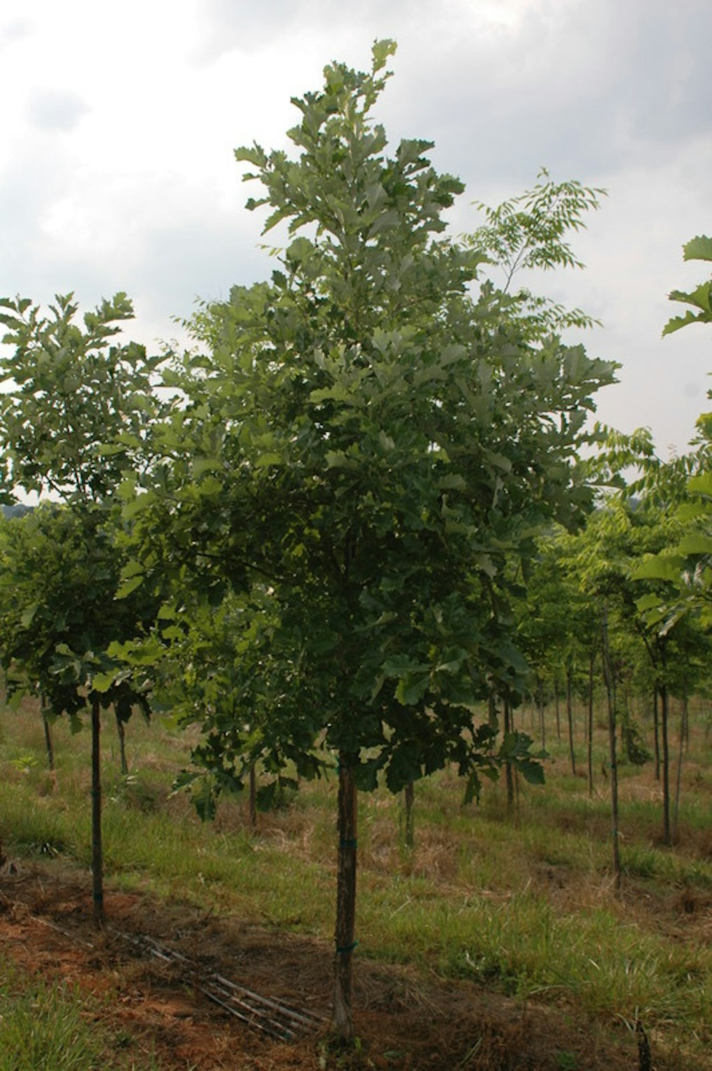 Swamp White Oak Shade Trees | McMakin Farms