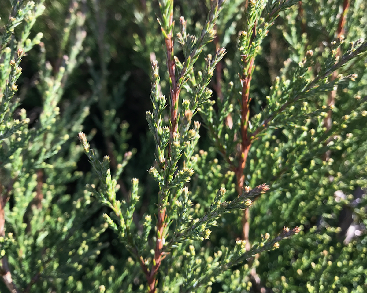 Brodie' Red Cedar Evergreens | McMakin Farms