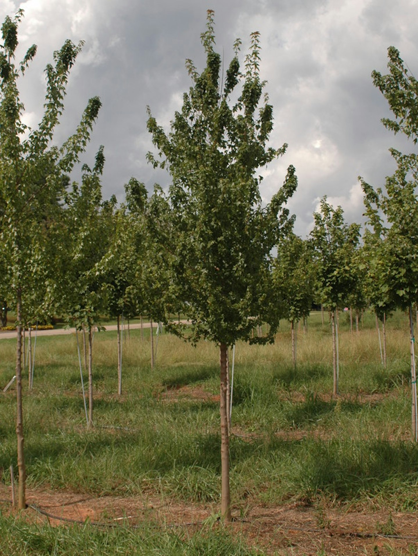 Trident Maple Shade Trees | McMakin Farms