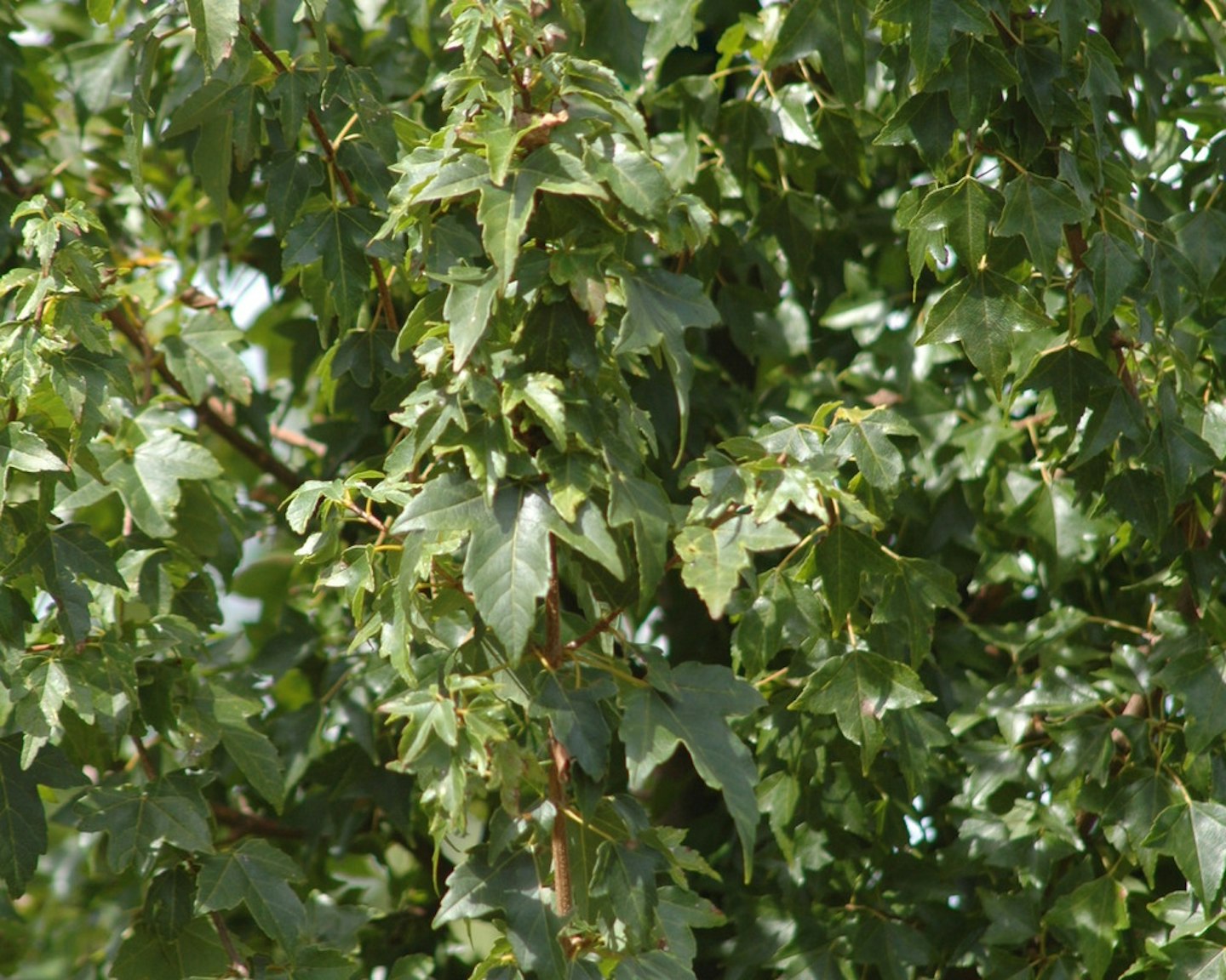 Trident Maple Shade Trees | McMakin Farms