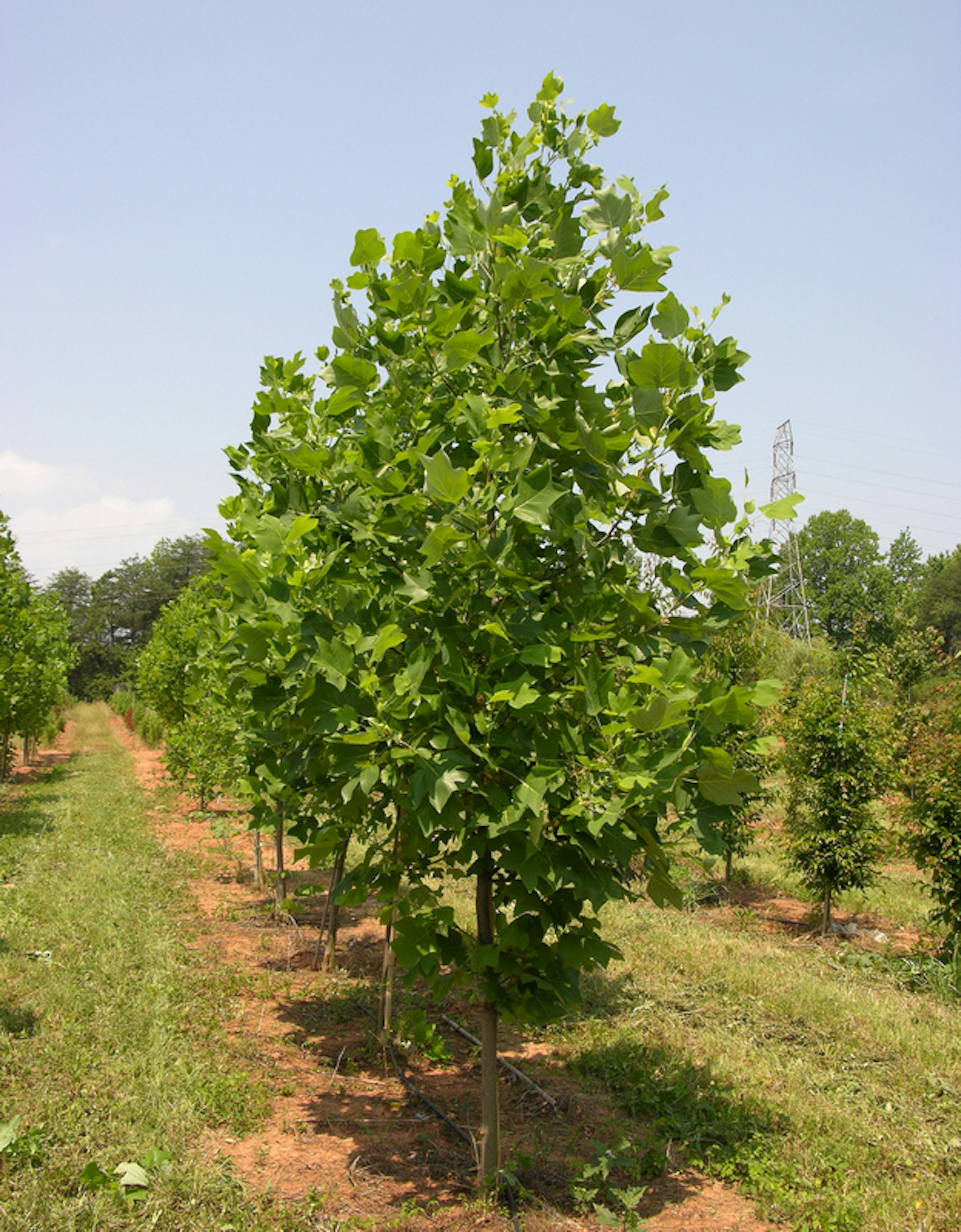 Tulip Poplar(seedling) Shade Trees | McMakin Farms