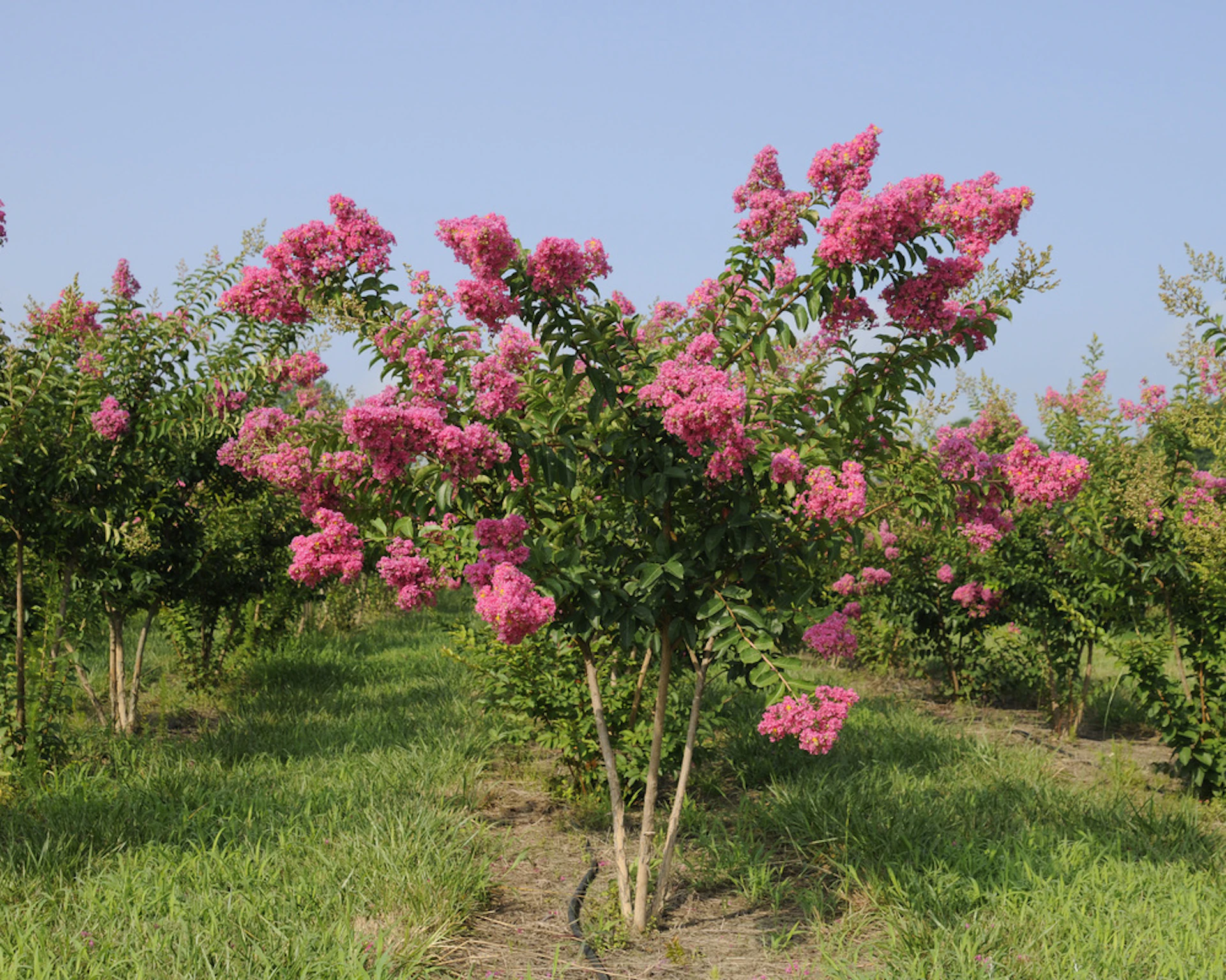 Tuskegee Flowering Ornamentals | McMakin Farms