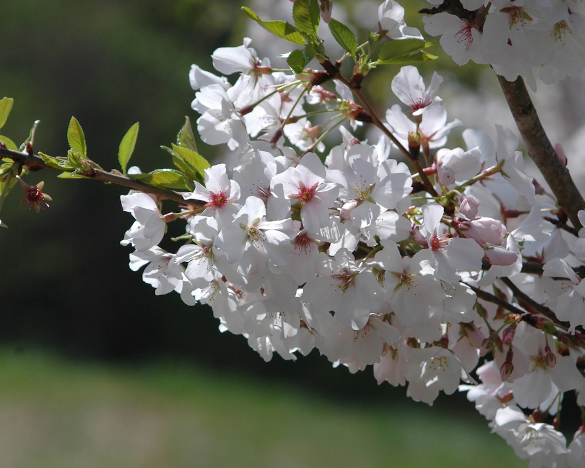 'Yoshino' Cherry Flowering Ornamentals | McMakin Farms